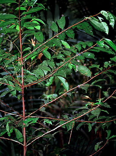 Iryanthera | Live Plant Photos | The Field Museum