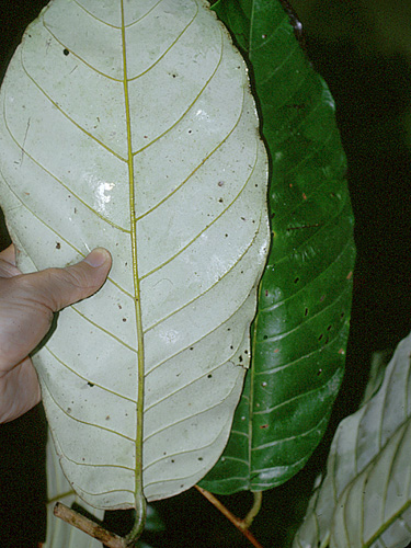 Otoba latialata | Fotos de Campo | The Field Museum
