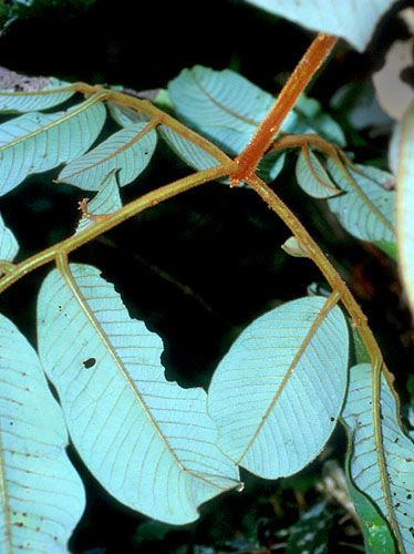 Virola mollissima | Fotos de Campo | The Field Museum