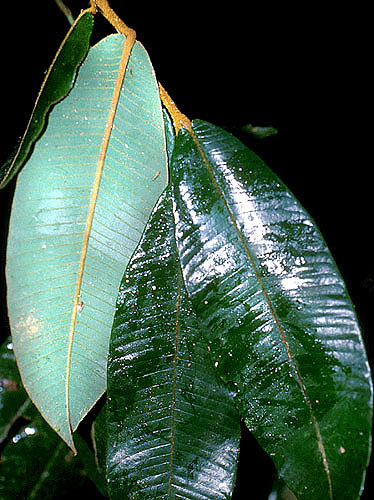 Virola multinervia | Live Plant Photos | The Field Museum