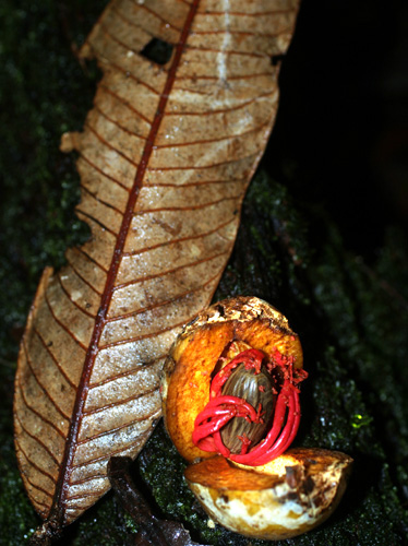 Virola | Live Plant Photos | The Field Museum
