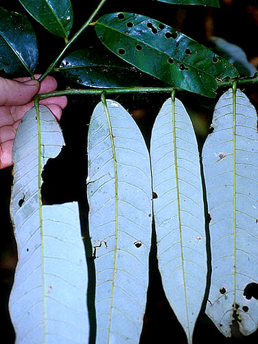 Virola | Fotos de Campo | The Field Museum