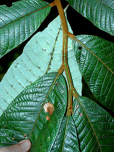 Virola | Live Plant Photos | The Field Museum