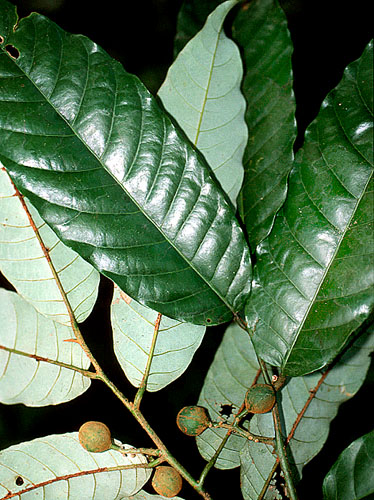 Virola | Fotos de Campo | The Field Museum