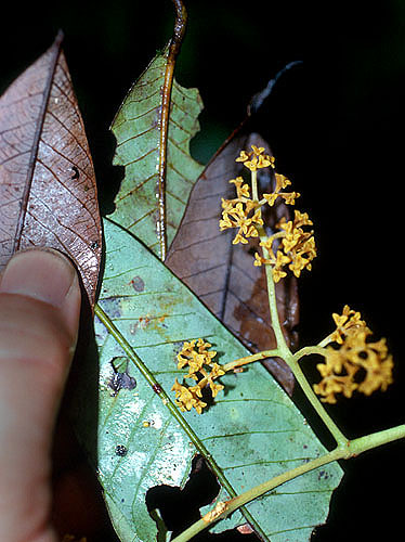 Virola | Fotos de Campo | The Field Museum