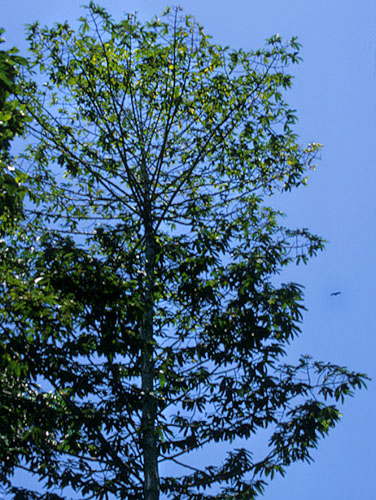 Virola | Fotos de Campo | The Field Museum