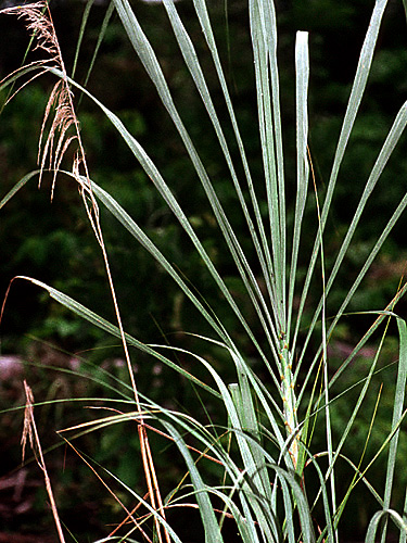 Gynerium | Live Plant Photos | The Field Museum