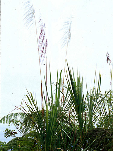 Gynerium | Fotos de Campo | The Field Museum