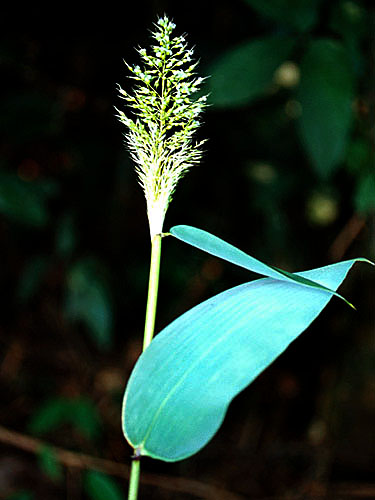Olyra | Fotos de Campo | The Field Museum