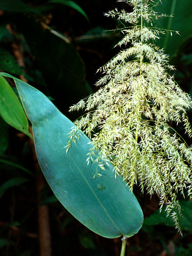 Olyra | Live Plant Photos | The Field Museum