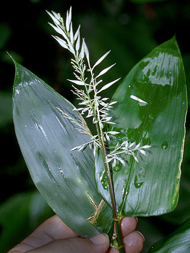 Olyra | Fotos de Campo | The Field Museum