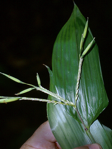 Olyra | Live Plant Photos | The Field Museum
