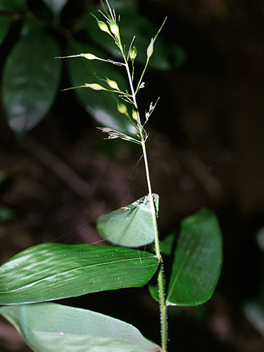 Olyra | Fotos de Campo | The Field Museum