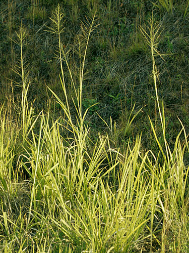 Panicum maximum | Fotos de Campo | The Field Museum