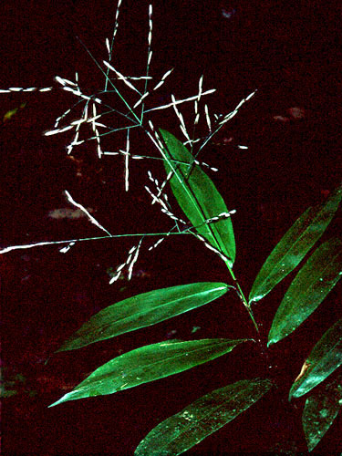 Pharus glaber | Live Plant Photos | The Field Museum