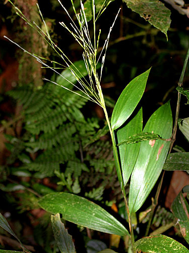 Pharus | Fotos de Campo | The Field Museum