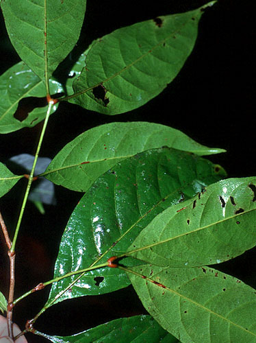 Matayba | Fotos de Campo | The Field Museum