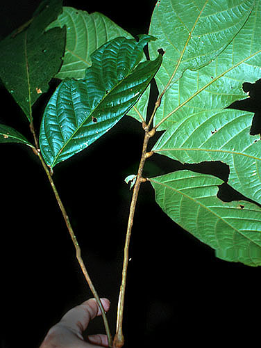 Matayba | Fotos de Campo | The Field Museum