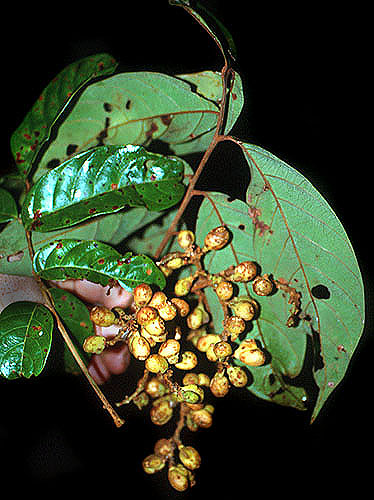 Matayba | Fotos de Campo | The Field Museum