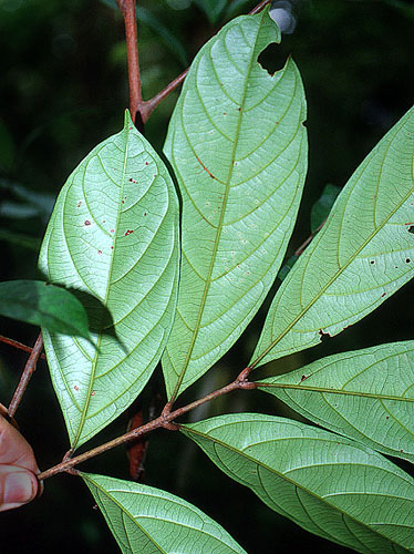 Matayba | Fotos de Campo | The Field Museum