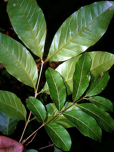 Matayba | Fotos de Campo | The Field Museum