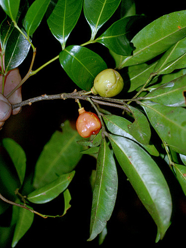 Matayba | Live Plant Photos | The Field Museum
