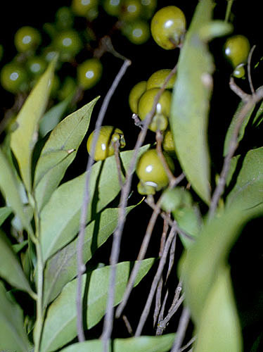 Sapindus saponaria | Live Plant Photos | The Field Museum