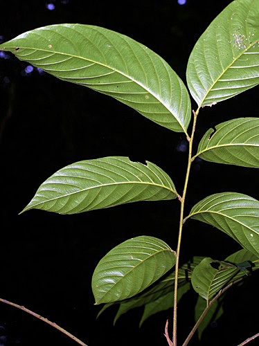 Talisia | Live Plant Photos | The Field Museum