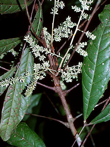 Talisia | Live Plant Photos | The Field Museum