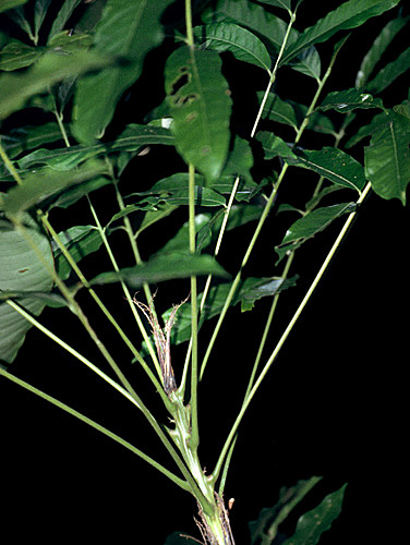 Talisia | Fotos de Campo | The Field Museum