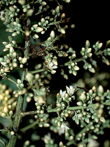 Talisia | Fotos de Campo | The Field Museum
