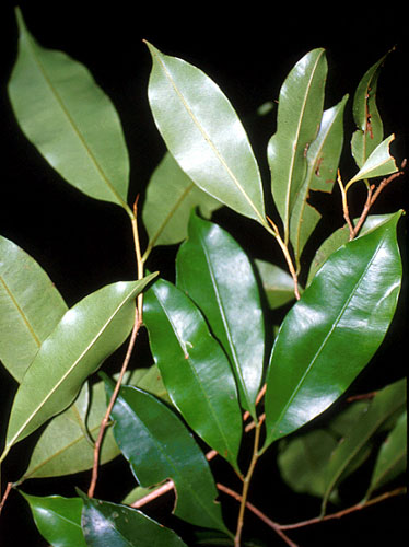 Micropholis | Fotos de Campo | The Field Museum