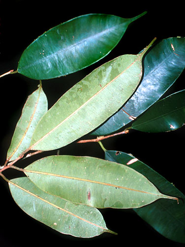 Micropholis | Fotos de Campo | The Field Museum