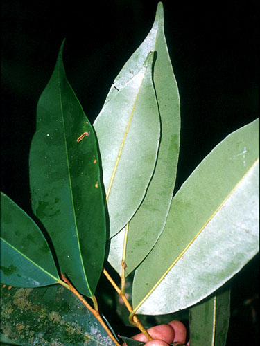 Micropholis | Fotos de Campo | The Field Museum
