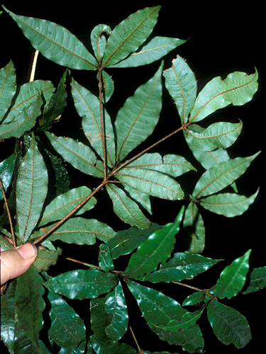 Pouteria | Live Plant Photos | The Field Museum