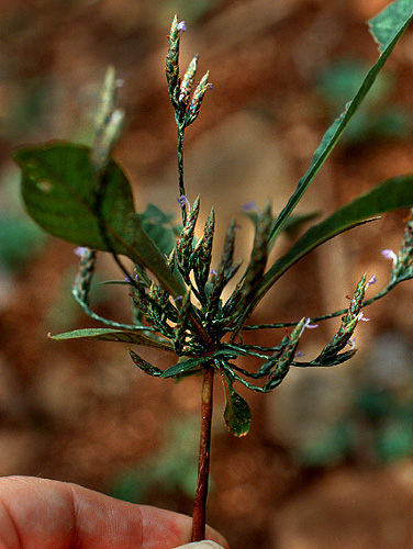 Elytraria imbricata | Fotos de Campo | The Field Museum