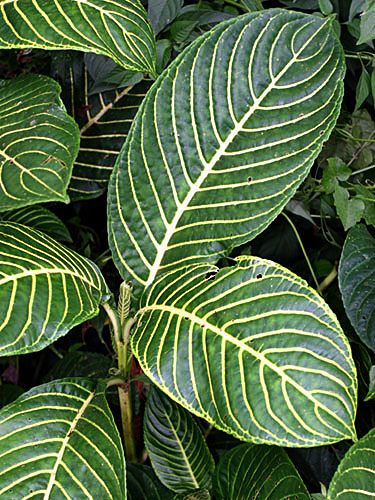 Sanchezia parvibracteata | Fotos de Campo | The Field Museum
