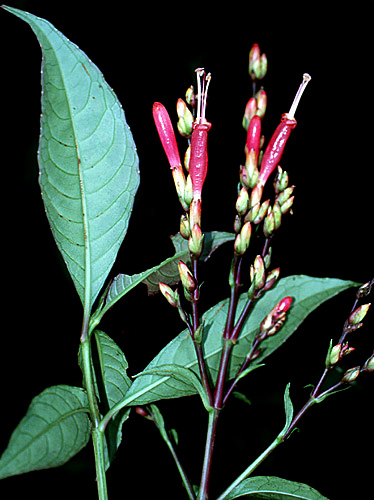 Sanchezia skutchii | Live Plant Photos | The Field Museum