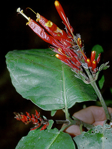 Sanchezia | Live Plant Photos | The Field Museum