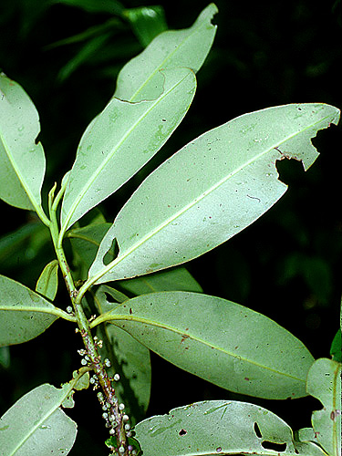 Myrsine | Live Plant Photos | The Field Museum