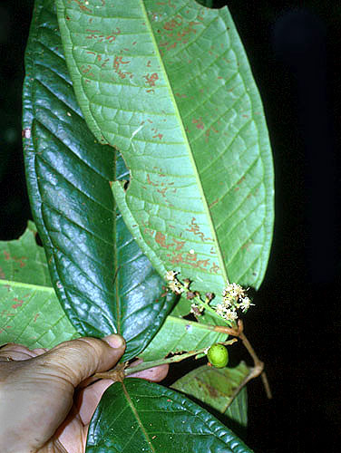 Marlierea subulata | Fotos de Campo | The Field Museum