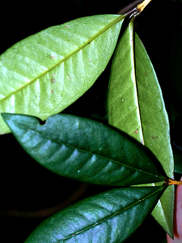 Myrcianthes rhopaloides | Fotos de Campo | The Field Museum