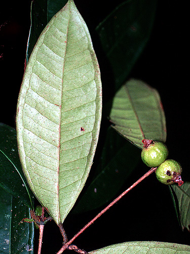 Plinia | Fotos de Campo | The Field Museum
