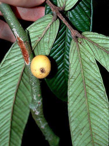Plinia yasuniana | Live Plant Photos | The Field Museum