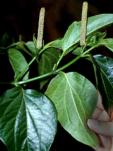 Piper barbatum | Fotos de Campo | The Field Museum