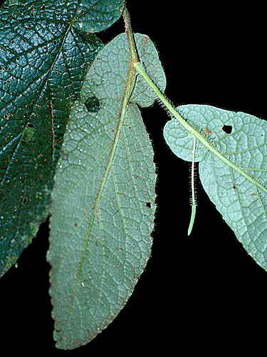 Piper marsupiiferum | Fotos de Campo | The Field Museum