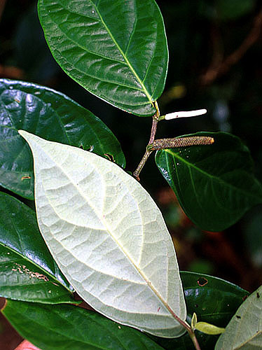 Piper | Live Plant Photos | The Field Museum