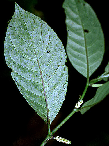 Piper | Live Plant Photos | The Field Museum