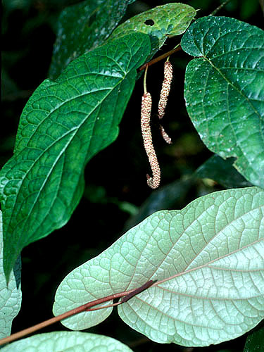 Piper | Live Plant Photos | The Field Museum
