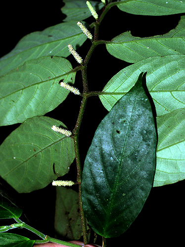 Piper | Live Plant Photos | The Field Museum
